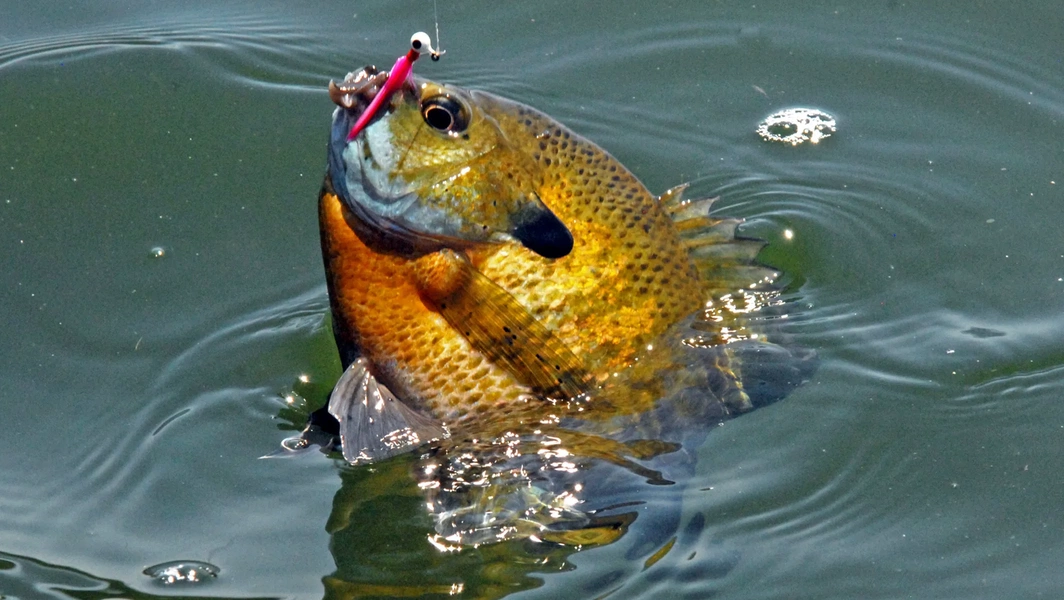 8 species and indicators of Ohio River life