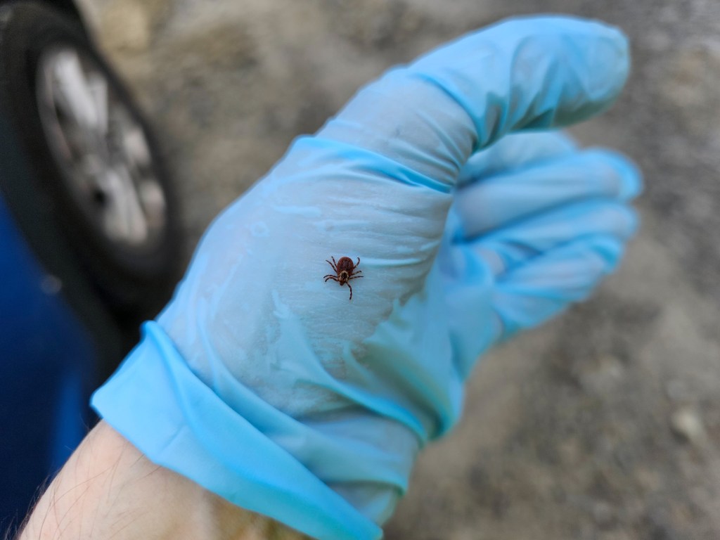 Rare deadly tick-borne virus that has no cure is spreading through the US