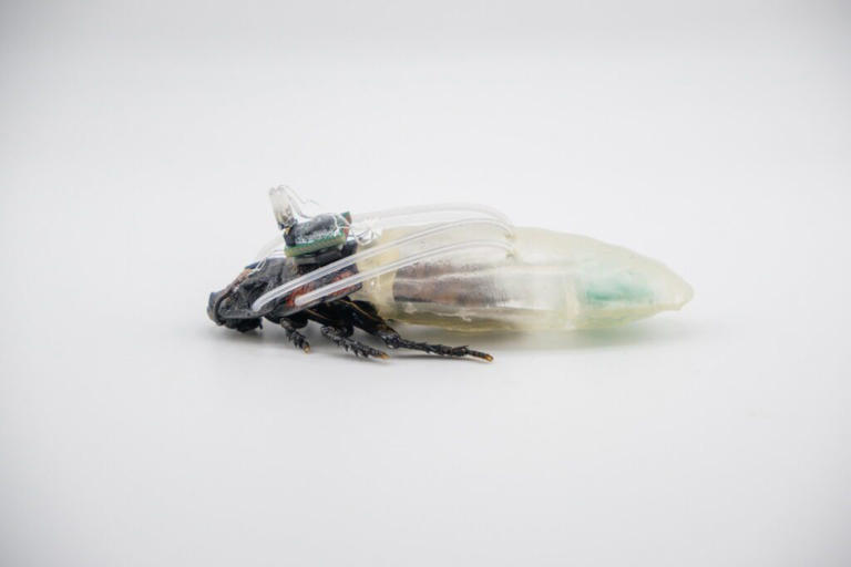 Cyborg cockroaches get diving suits to seek out humans