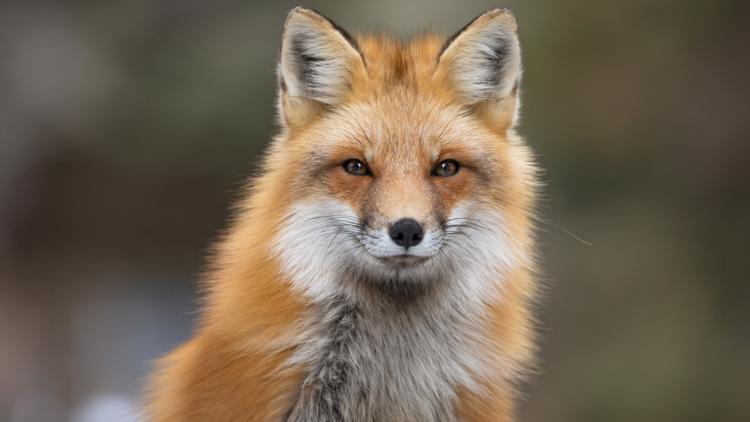 Rare fox tapeworm detected in PNW for first time, can spread to humans ...