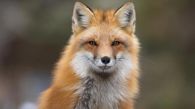 Rare fox tapeworm detected in PNW for first time, can spread to humans ...