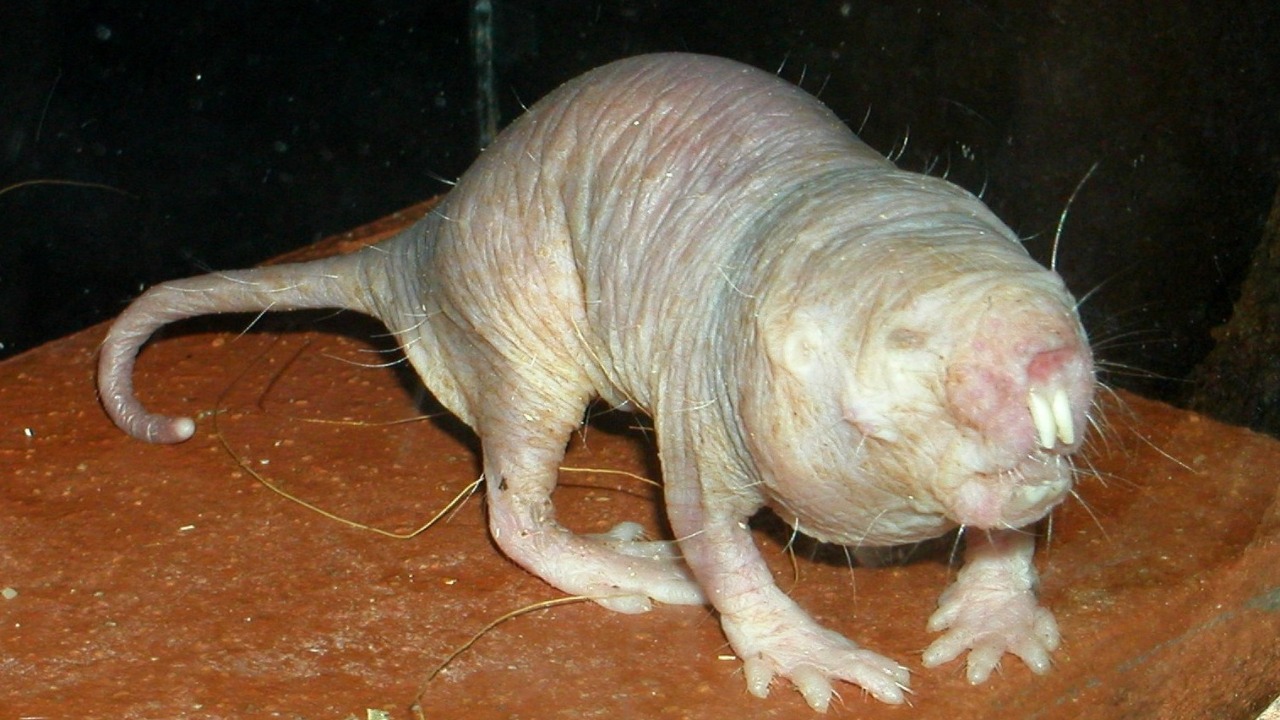 Scientists borrowed a longevity gene from naked mole rats and stretched ...