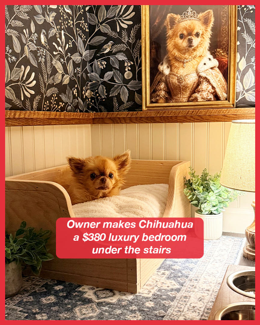 Owner makes chihuahua a $380 luxury bedroom under the stairs