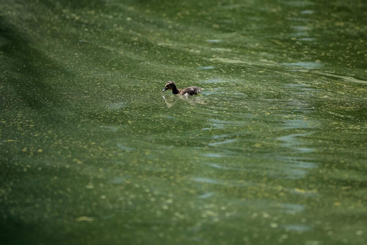 There's algae in Kansas lakes. Who can we arrest? | Opinion