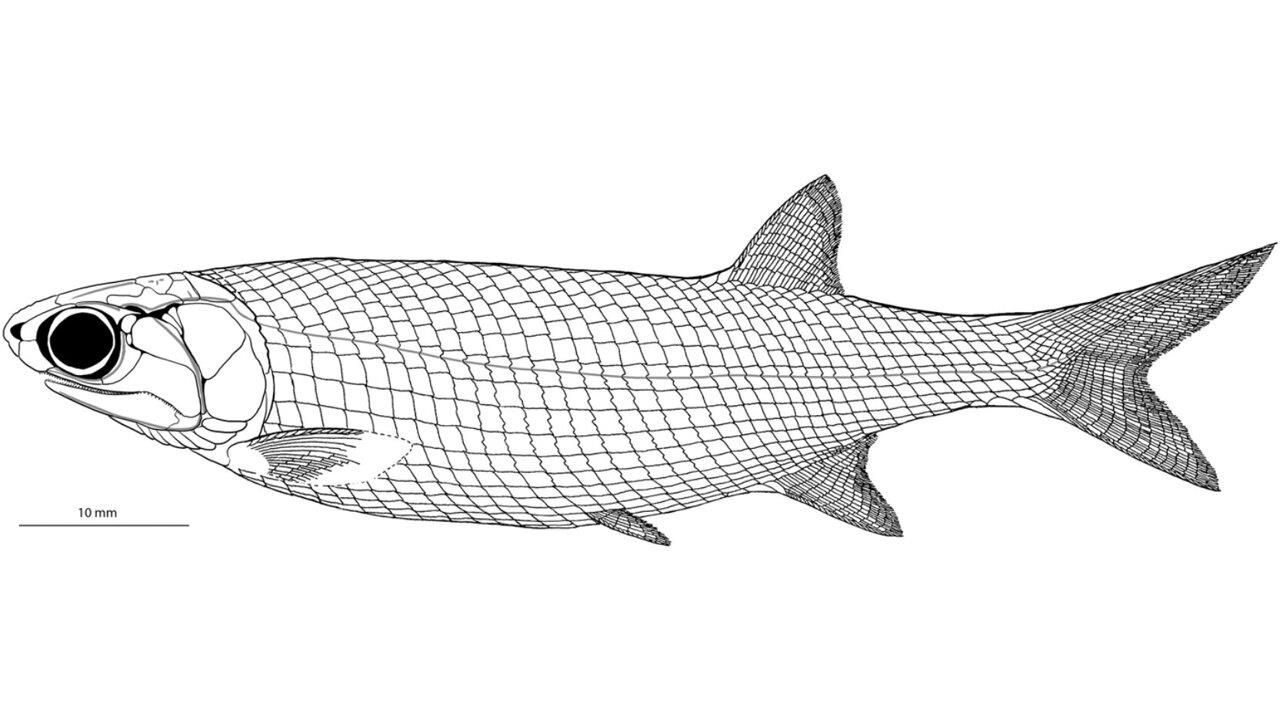 Tiny ancient fish fossil with preserved brain offers clues to early ...