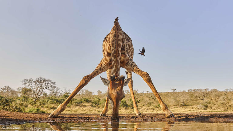 Scientists just discovered giraffes can do something surprisingly close ...