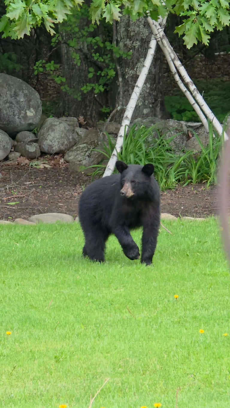 South MS bear numbers exploding? Here's why so many have been spotted