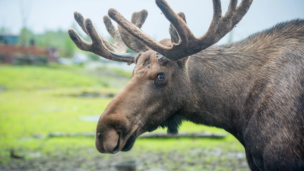 5 record-breaking moose from across North America