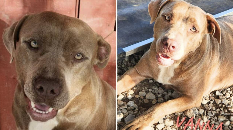 Loving Young Dog Still Waiting For Family After Over Year in Rescue