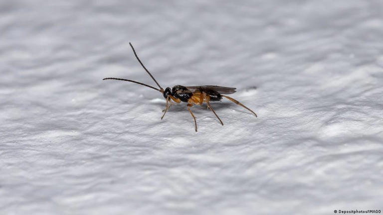 Llevamos décadas subestimando a los insectos, y la cifra real podría ...