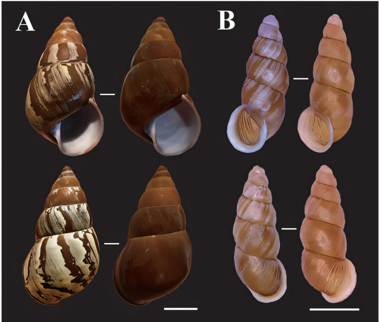 Camouflaging snails change color in the rain