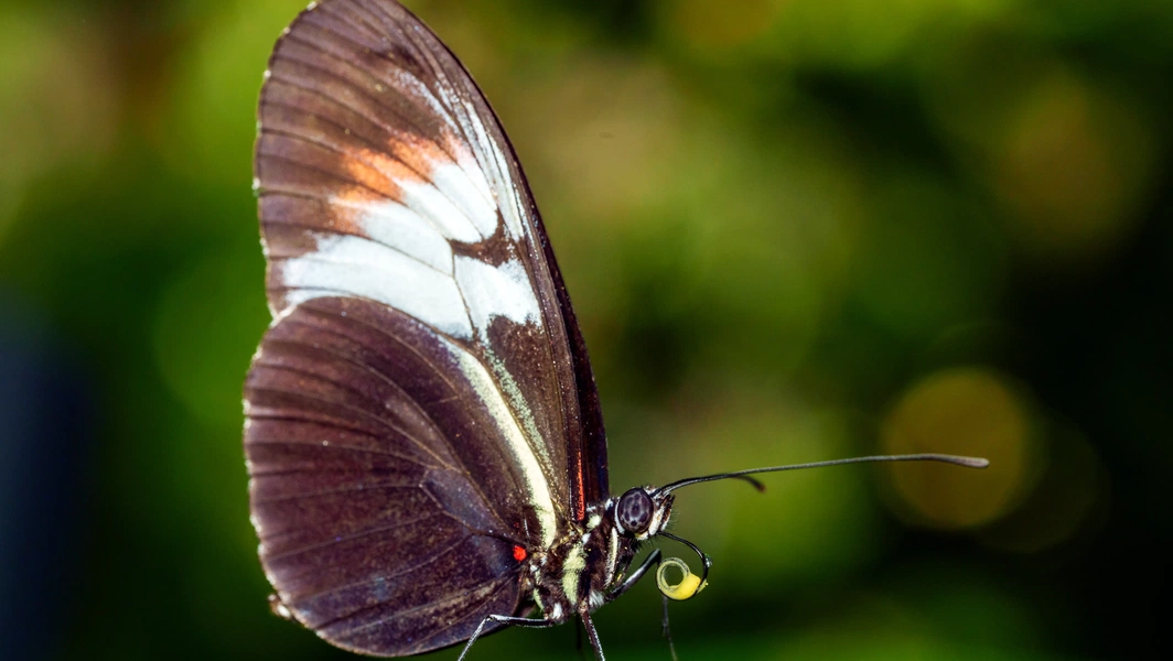 10 remarkable and rare butterflies worldwide