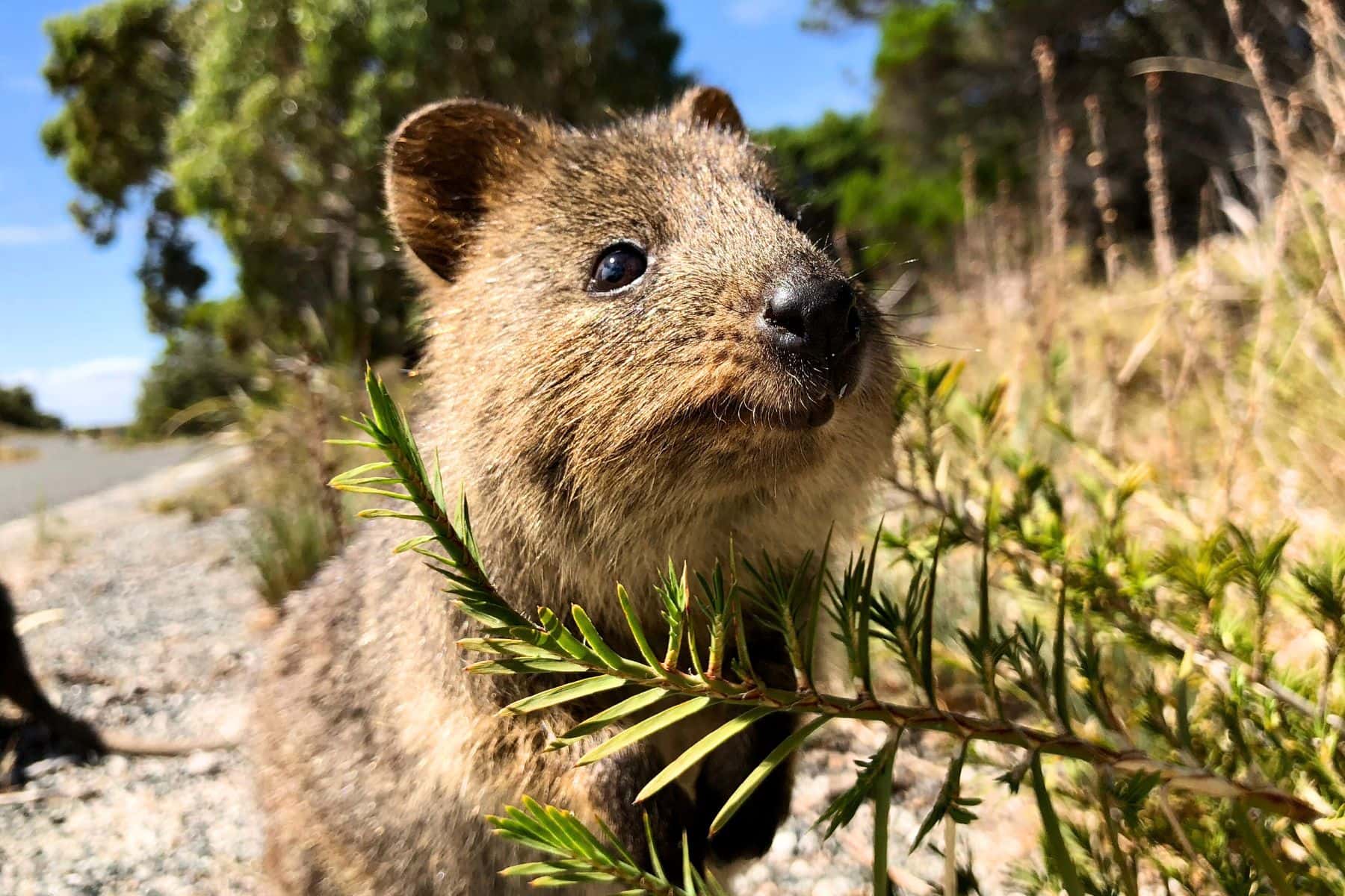 Life lessons with quokkas on Rottnest Island in Western Australia