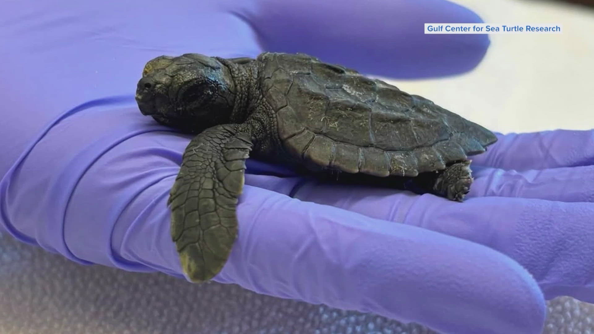 Sea turtle hatchlings are starting to emerge, but some are not going to sea