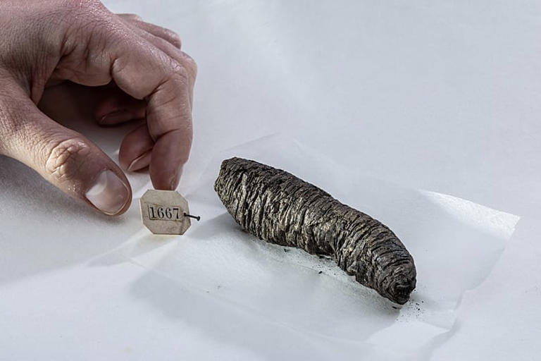 AI helps scientists decipher papyrus scroll burnt in Vesuvius eruption