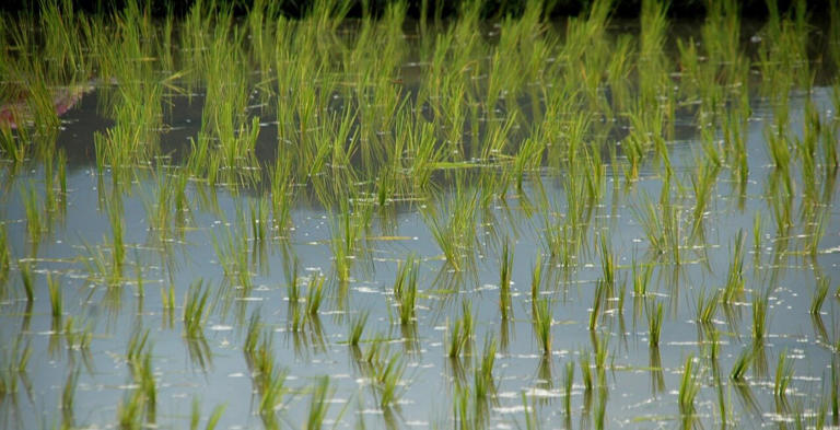 A severe El Niño could threaten something essential to half of humanity ...