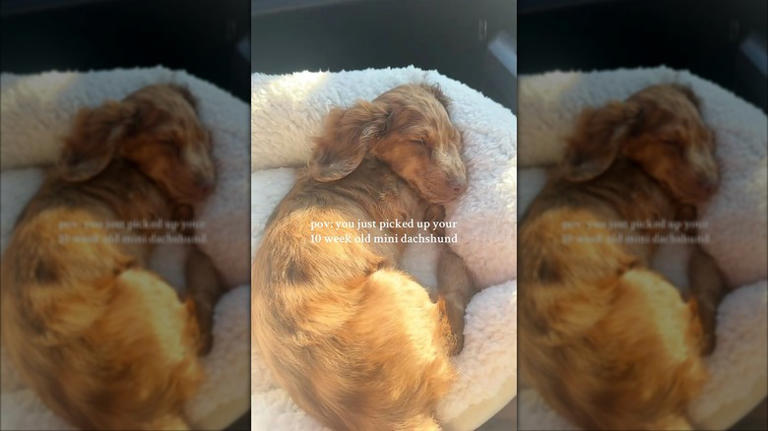 Mini dachshund puppy with 2 different eye colors has everyone stunned