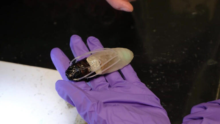 Cyborg cockroaches get diving suits to seek out humans