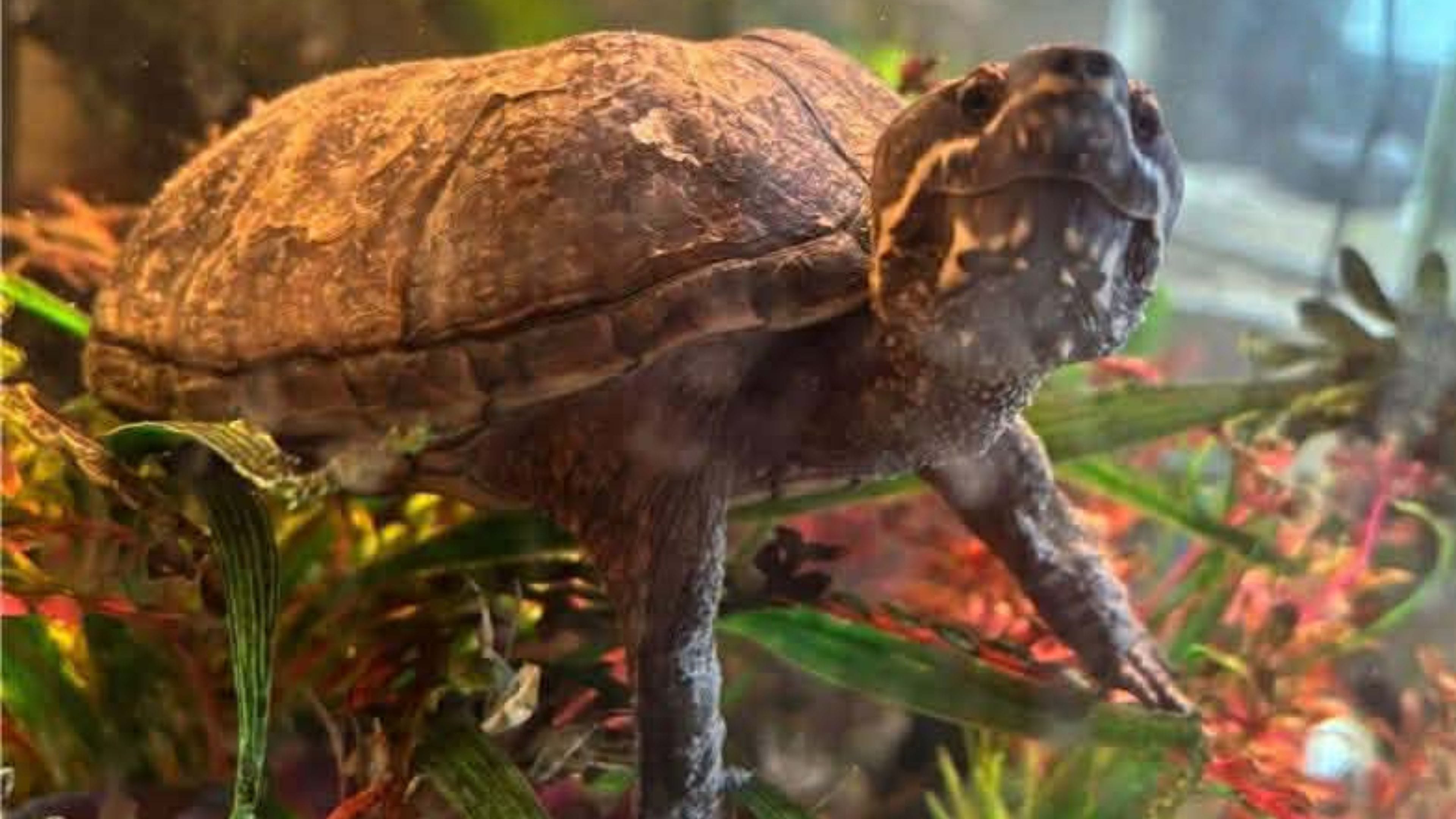 Moment pub's pet turtle snatched from tank by two children