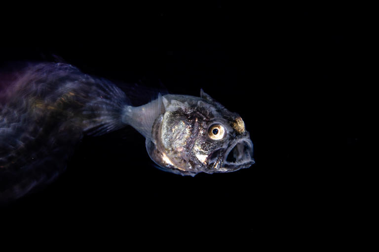 14-year-old underwater photographer scoops top prize in prestigious ...
