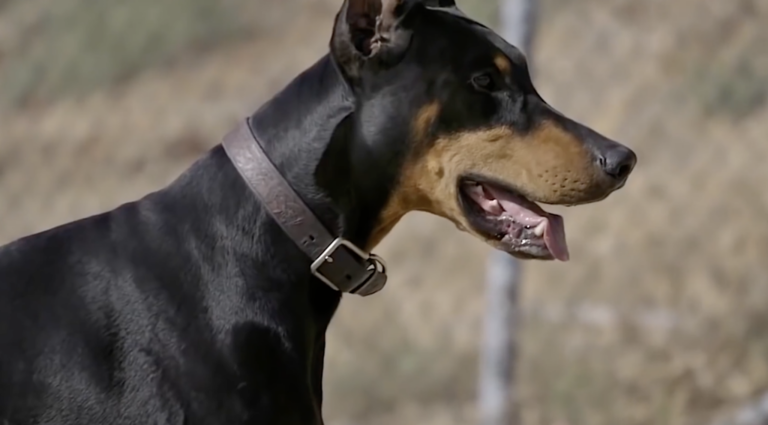 5 dangerous mistakes people make during dog attacks