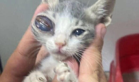 Nobody wants to rehome cats with 'alien eyes' because they're too ugly