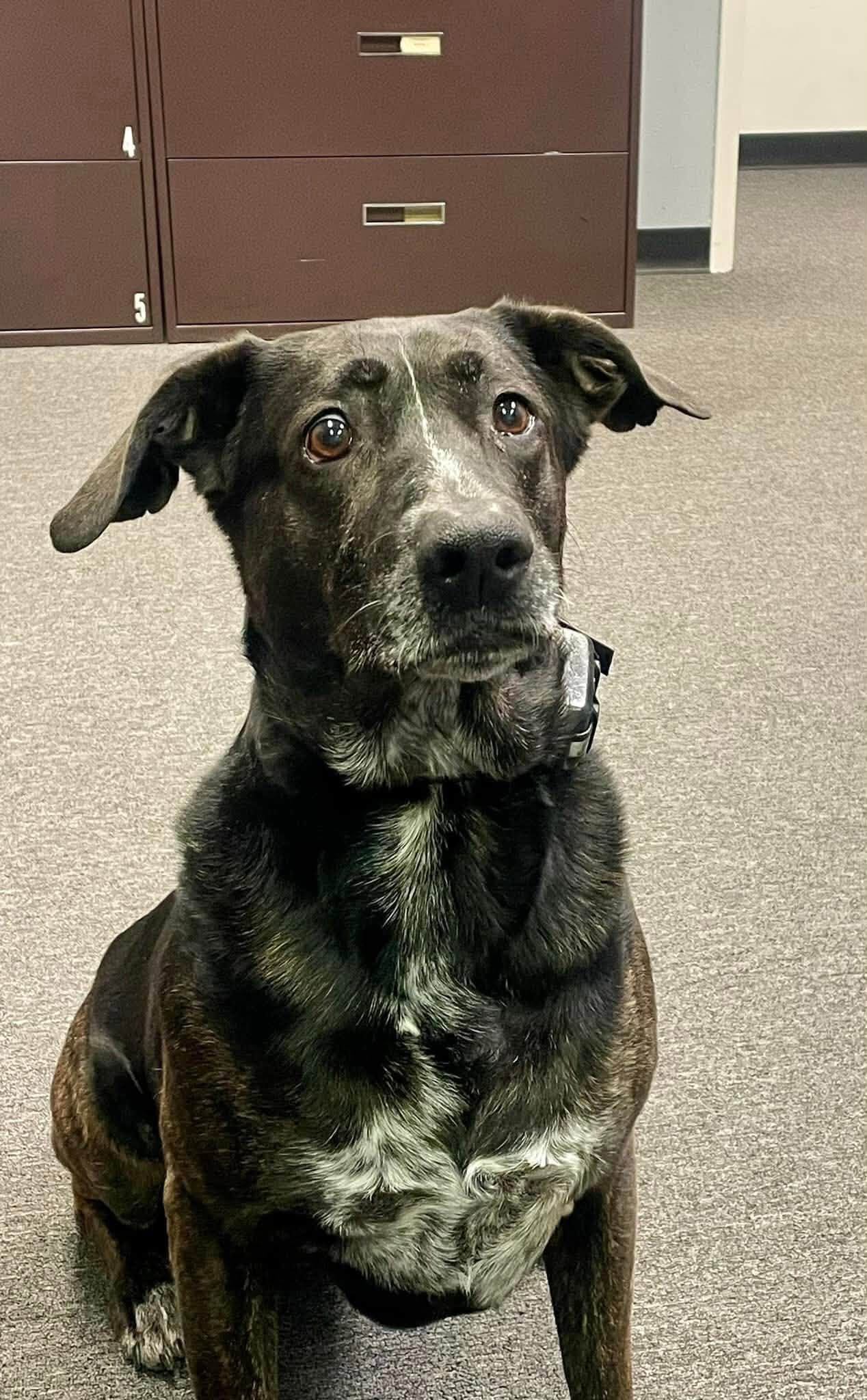 Harrison County Sheriff’s Office announces death of K-9 Lotta