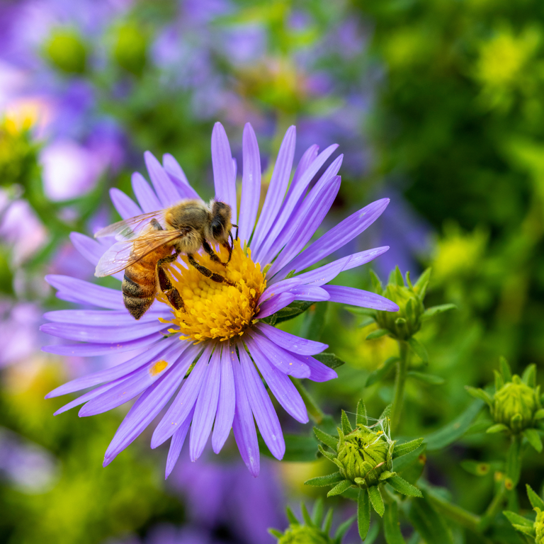 5 gorgeous wildflowers that will attract birds to your garden (and keep ...