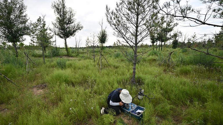 66 billion trees have been planted in China's Great Green Wall — and ...