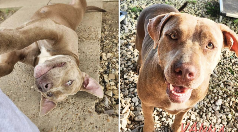 Loving Young Dog Still Waiting For Family After Over Year in Rescue