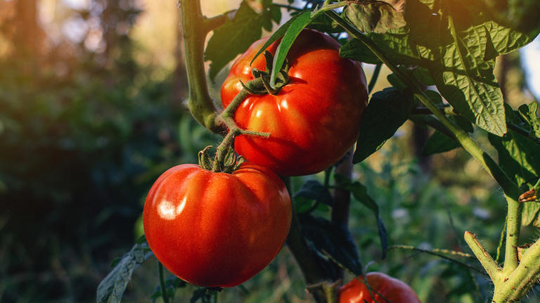 Why you need to prune tomato plants and how to repurpose those trimmed ...