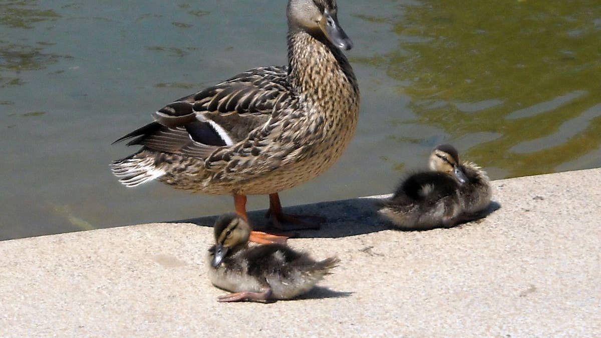 Safety sheet for reflecting pool material warns of toxicity to aquatic life