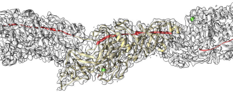 Cryo-EM helps identify the mechanisms of dental plaque formation
