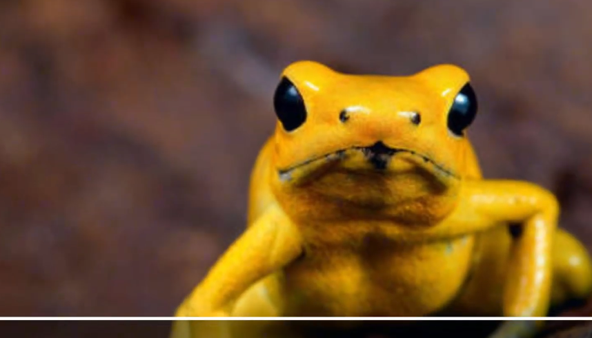 The most painful animal bites and stings a human can feel