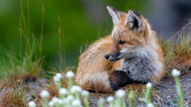 Fox tapeworm found in Pullman fox, Puget Sound coyotes