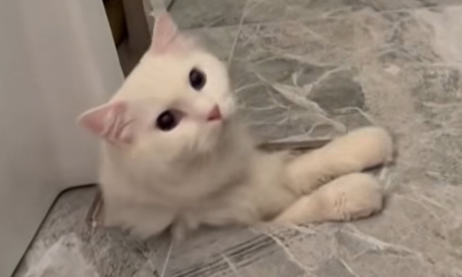 White cat called Fluffy is accidentally installed as part of bathroom ...