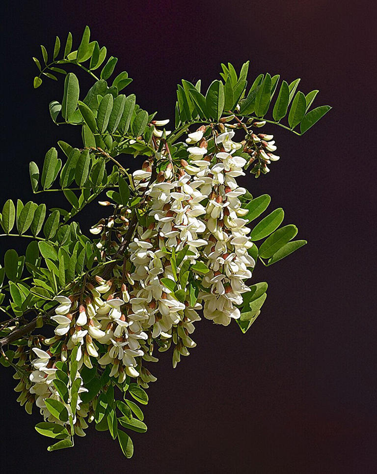 Black locust deploys peptides to steer root bacteria into nitrogen fixation