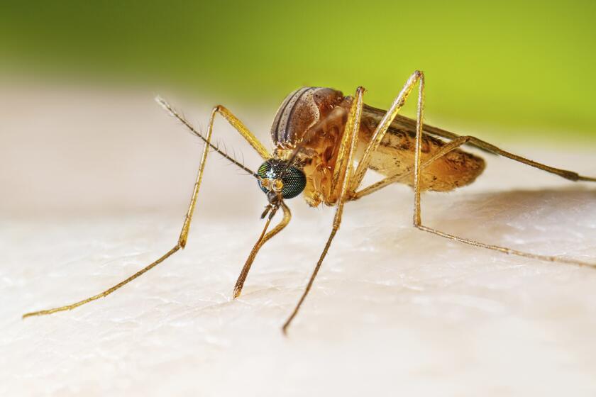 Health officials warn of West Nile virus in mosquito in Alhambra, human ...