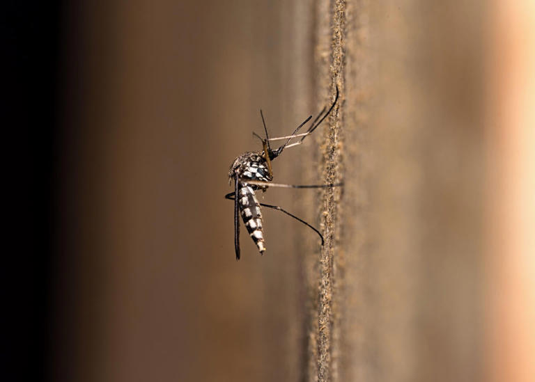 Trendy mosquito repellents protected volunteers for under three minutes ...