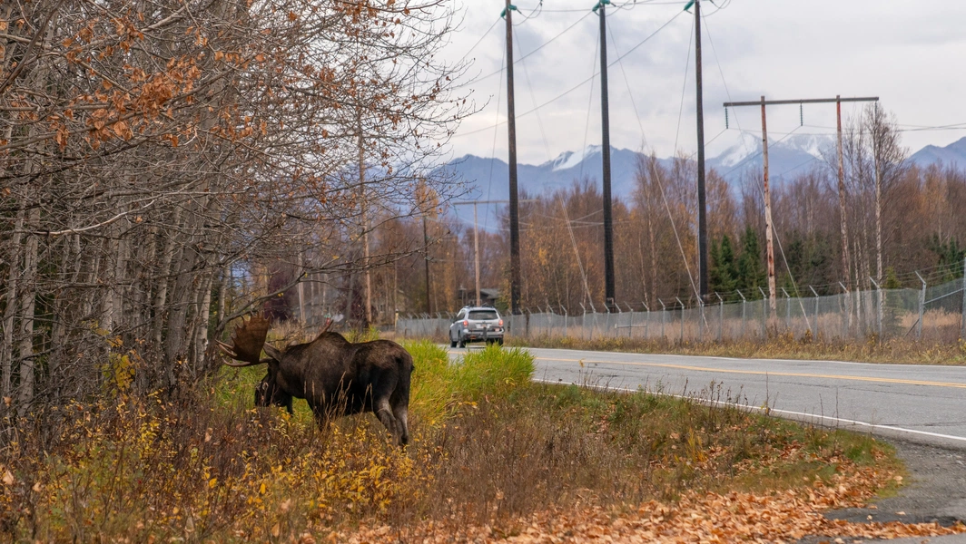 5 record-breaking moose from across North America