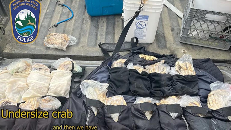 Custom puffer jacket used to hide illegal Dungeness crabs on WA coast