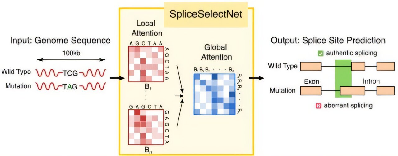 AI deciphers long-range DNA signals behind RNA splicing