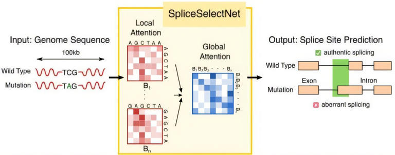 AI deciphers long-range DNA signals behind RNA splicing