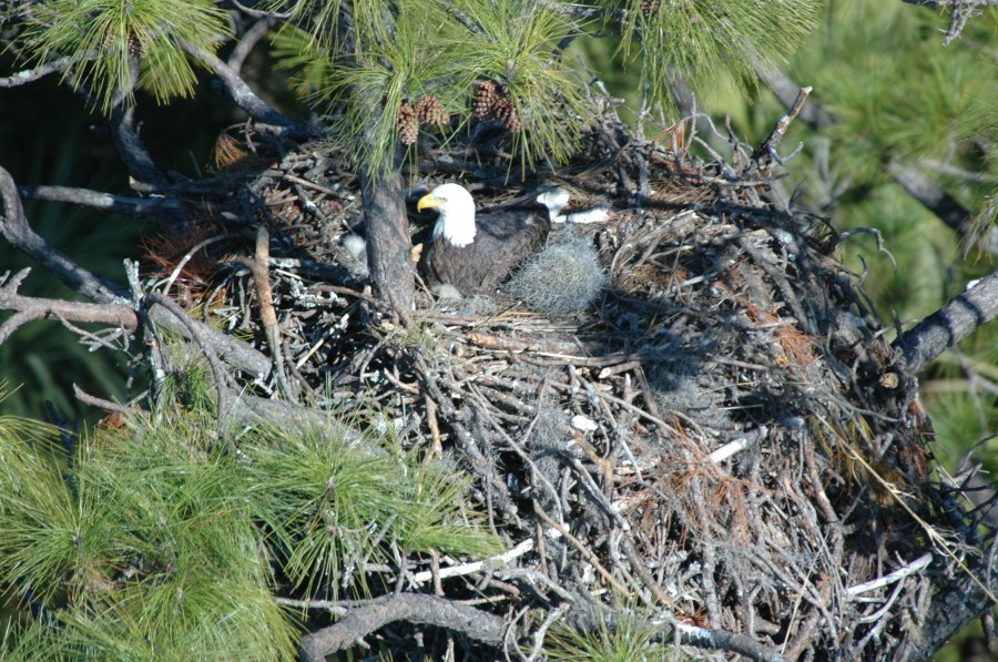 'Banner year' for Georgia bald eagle nesting, wildlife officials report