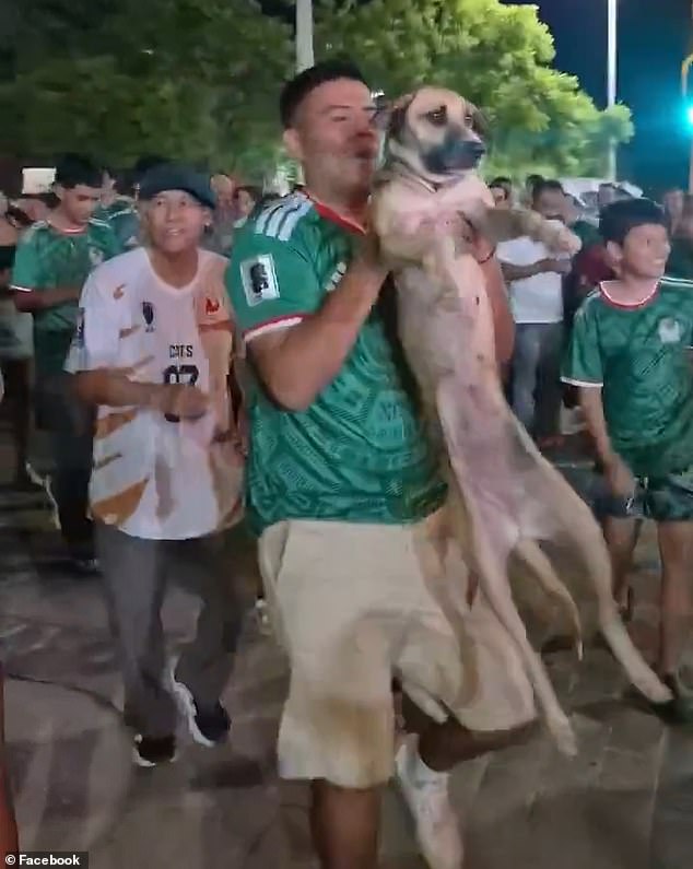 Dog missing for a month found partying with World Cup revelers in Mexico