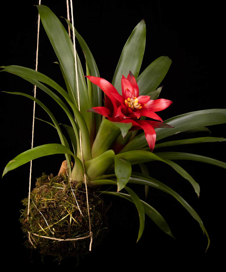 Put this flowering houseplant beside your bananas to encourage a second ...