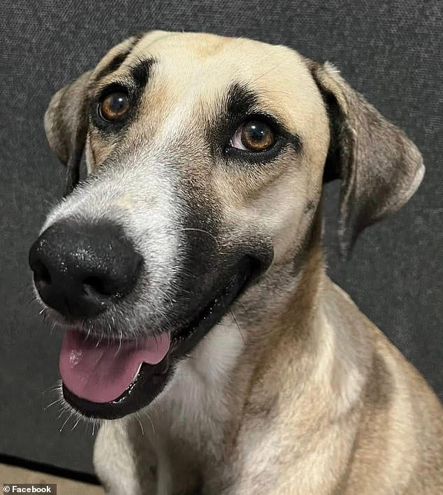 Dog missing for a month found partying with World Cup revelers in Mexico
