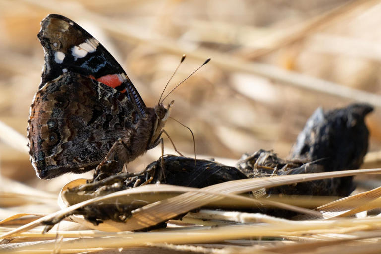 La Tierra tendría hasta tres veces más especies de insectos de las que ...
