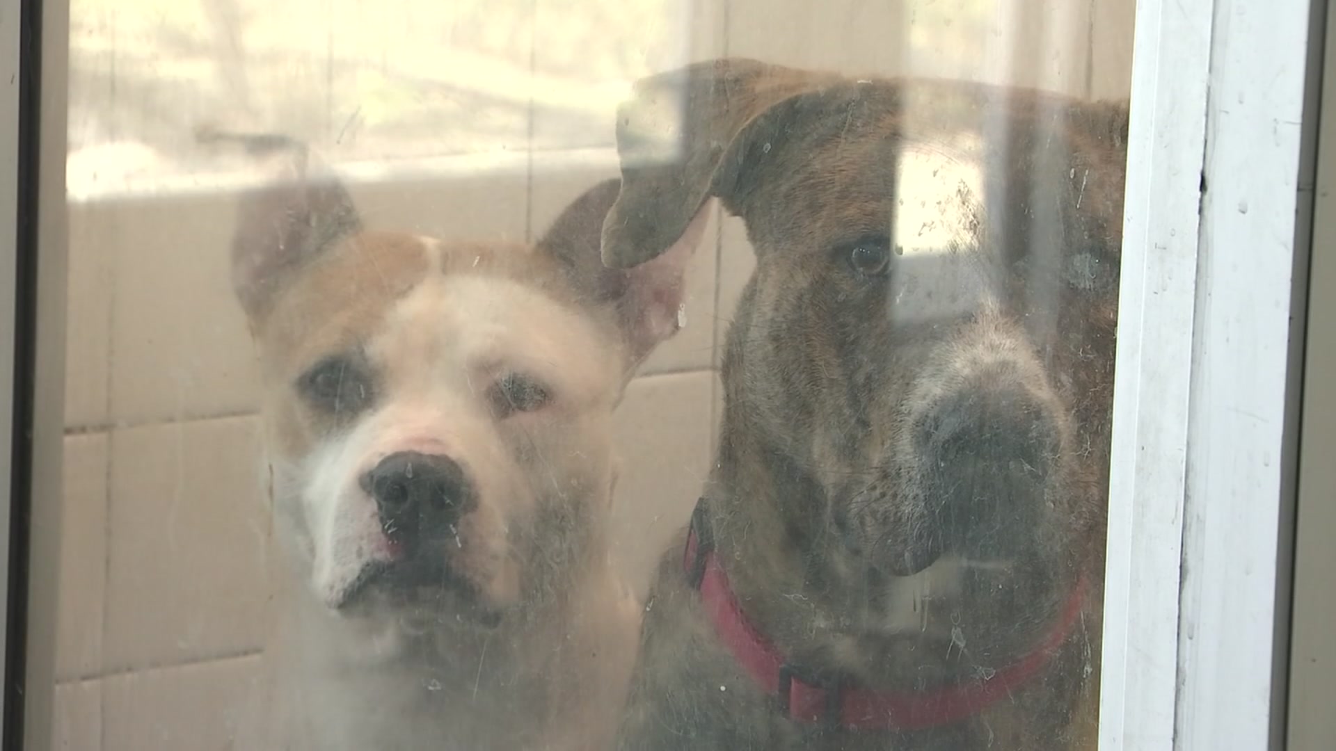 Mobile vet clinic launched in west San Fernando Valley to spay/neuter ...