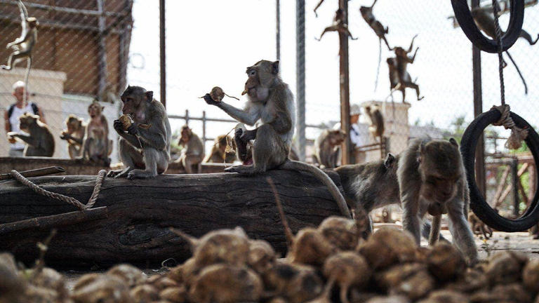 Nearly 100 monkeys escape enclosure, invade neighborhoods as officials ...